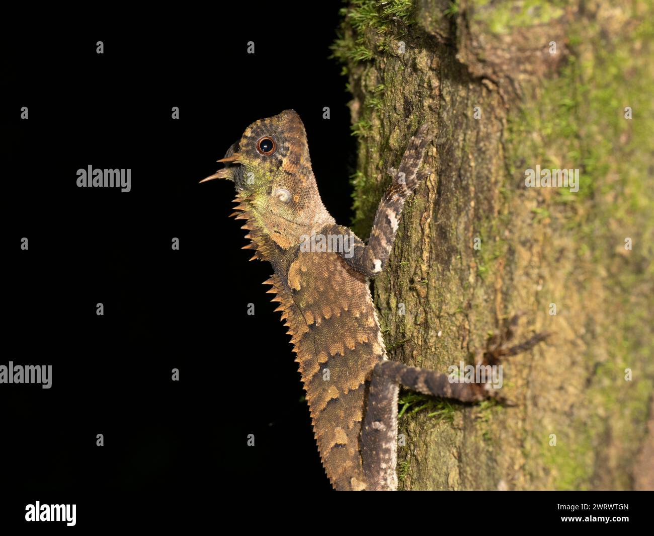 Forest Crested Lizard (Clootes emma) climbing on tree, Khao Sok Nature ...