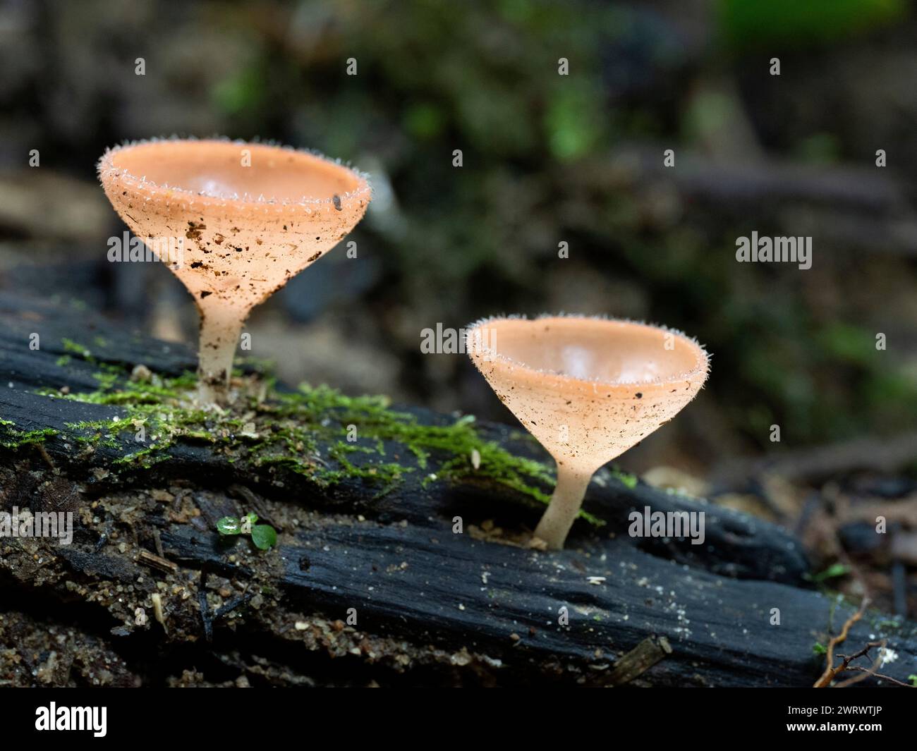 Discomycete fungi hi-res stock photography and images - Alamy