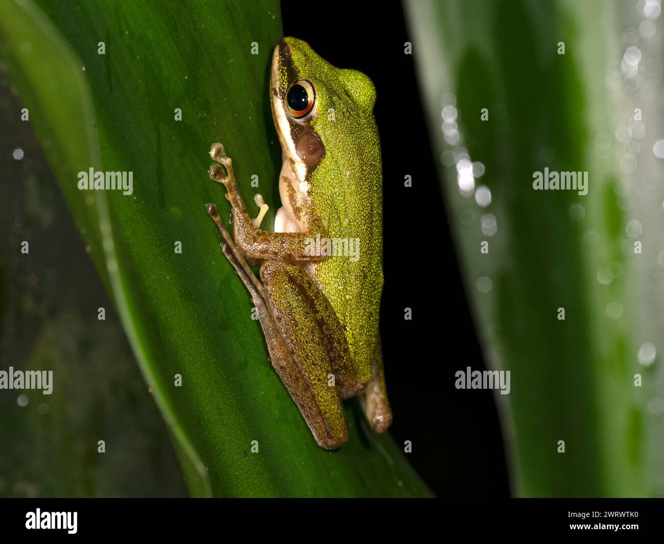 Copper Cheeked Frog (Chalcorana eschatia) sitting on leaf, Khao Sok ...