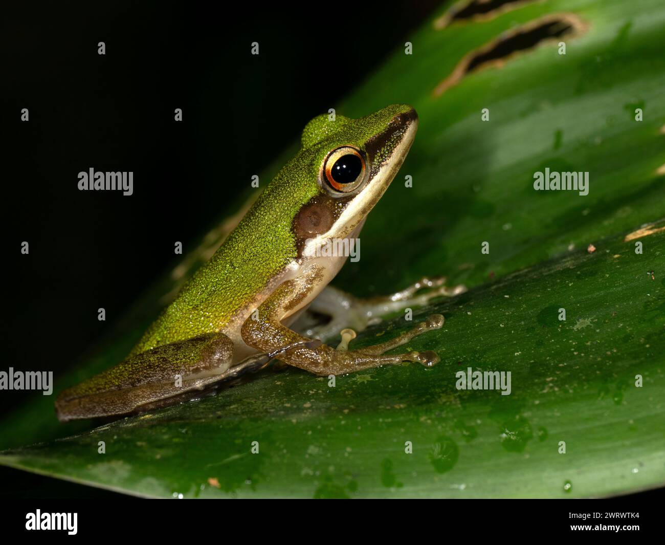 Copper Cheeked Frog (Chalcorana eschatia) sitting on leaf, Khao Sok ...