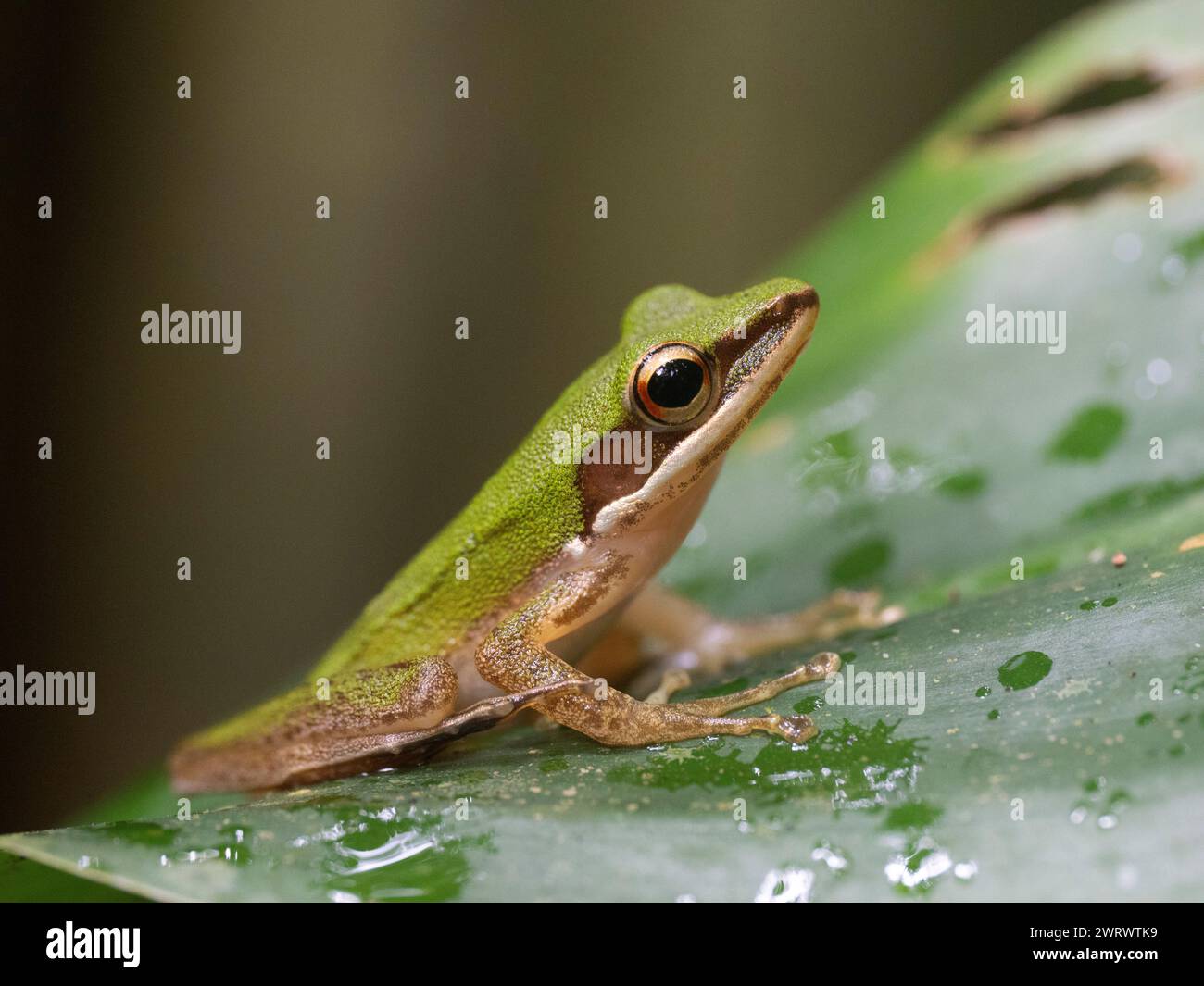 Copper Cheeked Frog (Chalcorana eschatia) sitting on leaf, Khao Sok ...