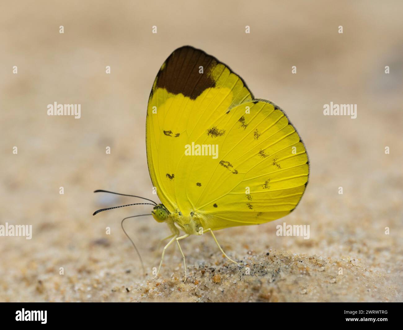 Chocolate Grass Yellow Butterfly (Eurema sari) on sandy ground drinking ...