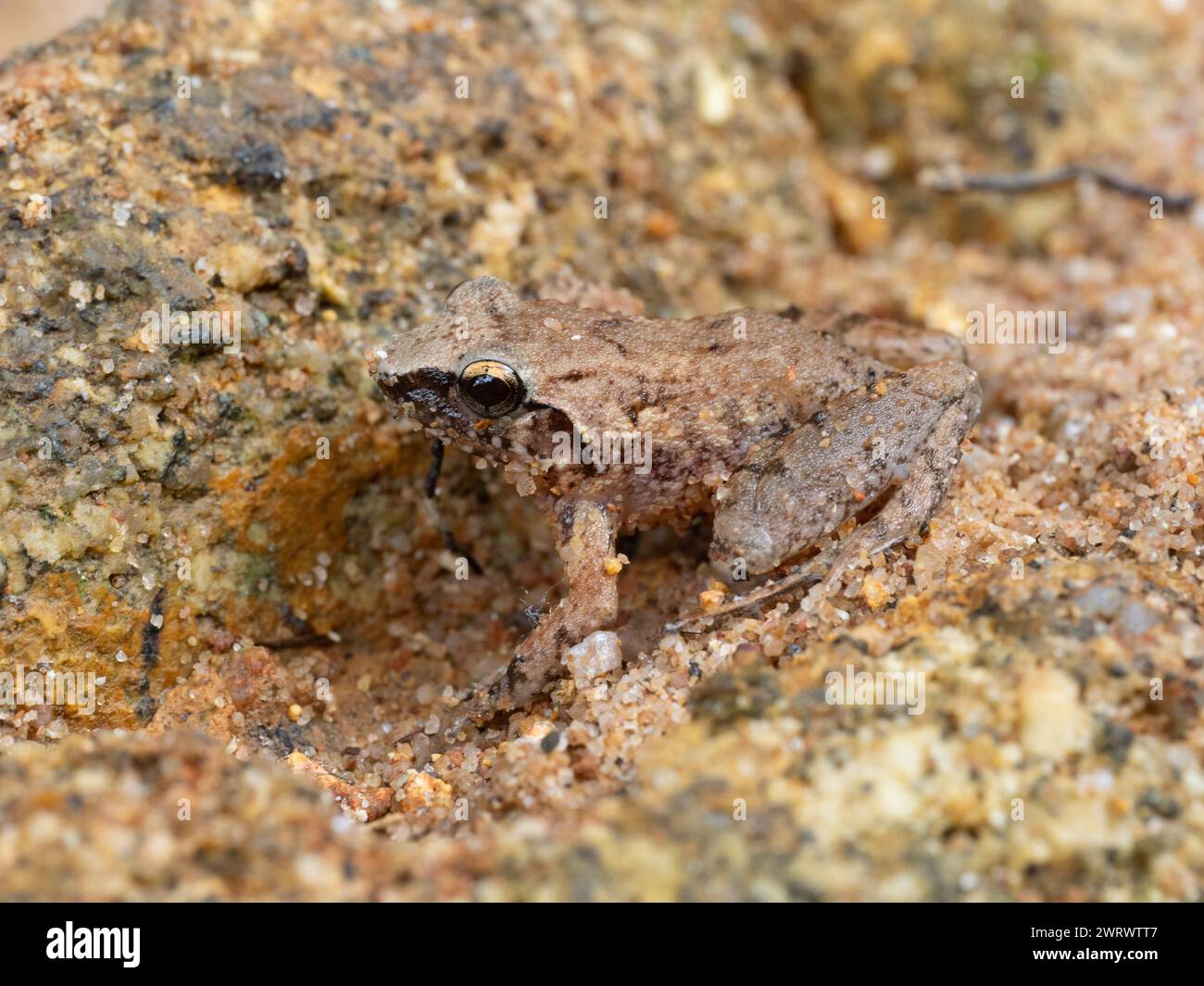 Small brown frog hi-res stock photography and images - Alamy