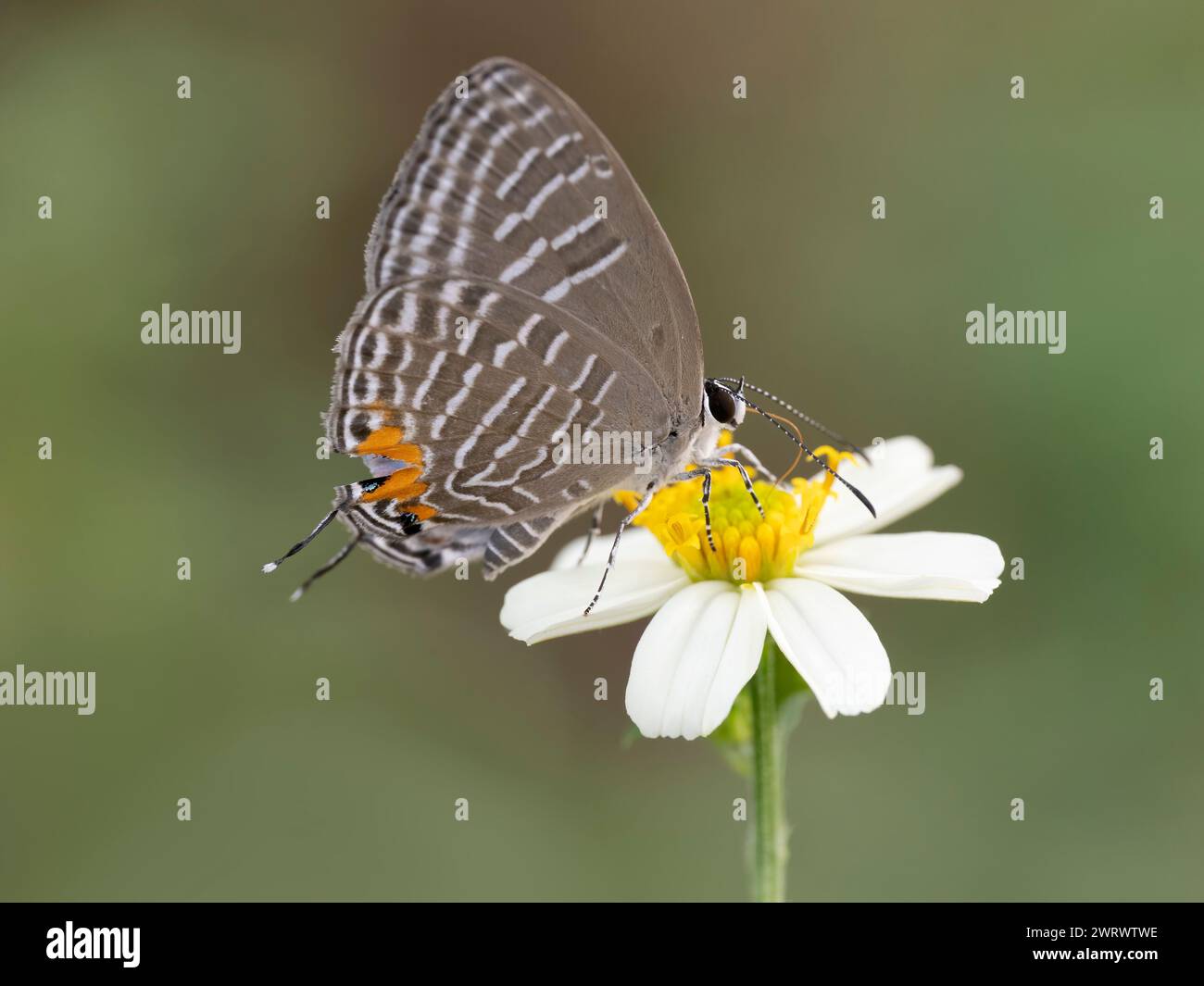 Cerulean butterflies hi-res stock photography and images - Alamy