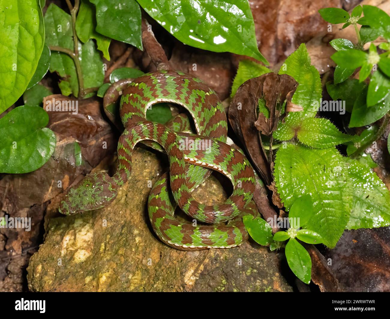 Phuket Pit Viper (Trimeresurus phuketensis) male, venomous, curled on ...