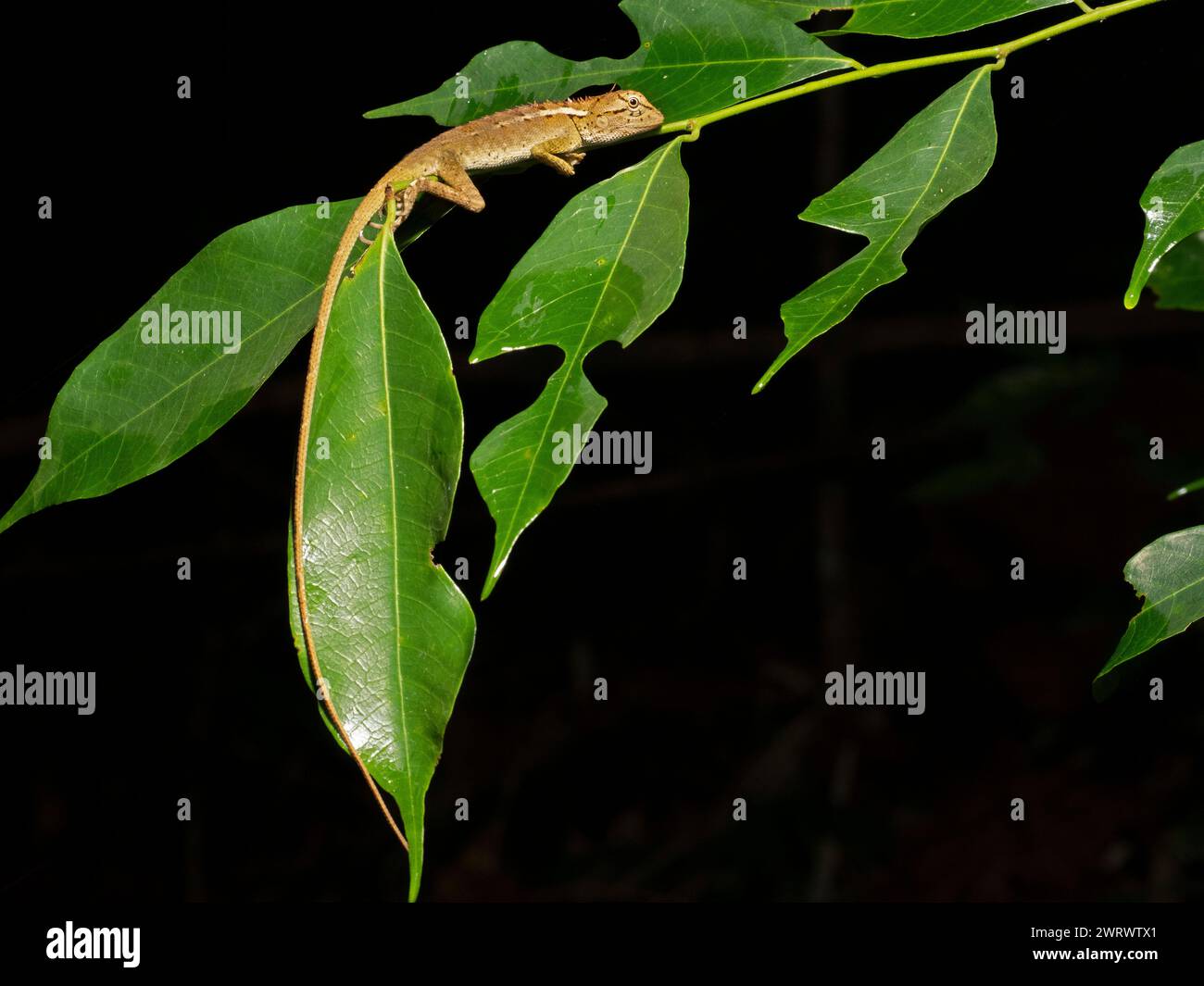 Forest Crested Lizard (Clootes emma) sleeping on leaf at night, Nr ...