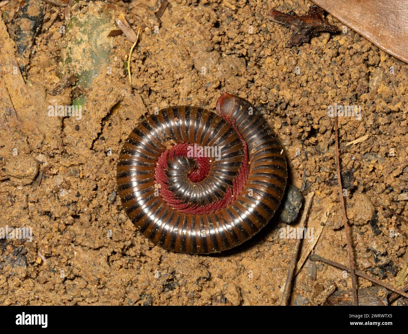 Millipede rainforest hi-res stock photography and images - Alamy