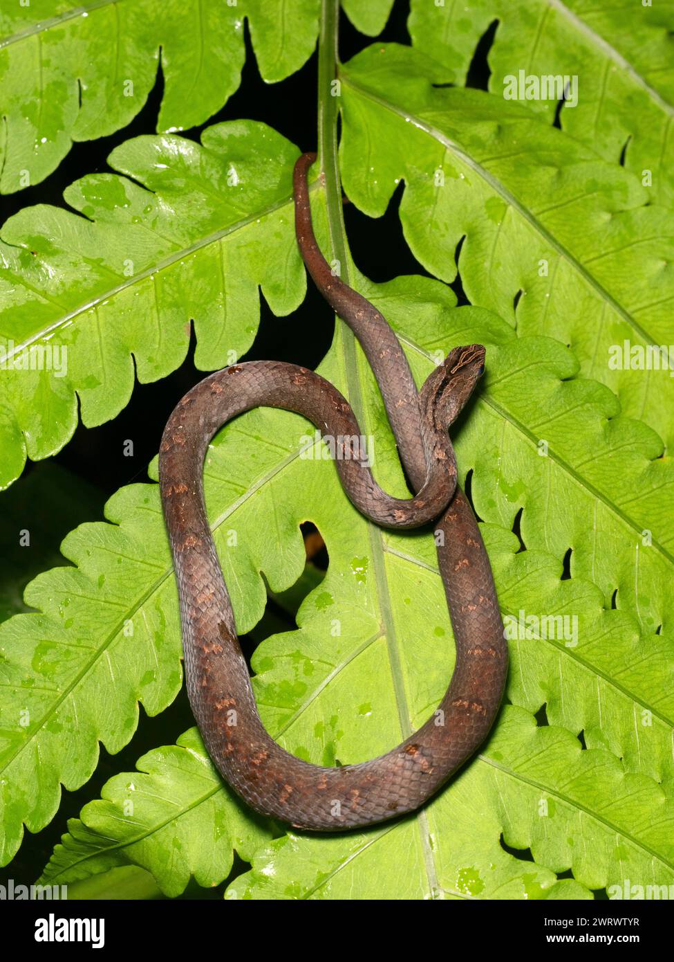 Common Mock Viper (Psammodynastes pulverulentus) curled on rainforest ...