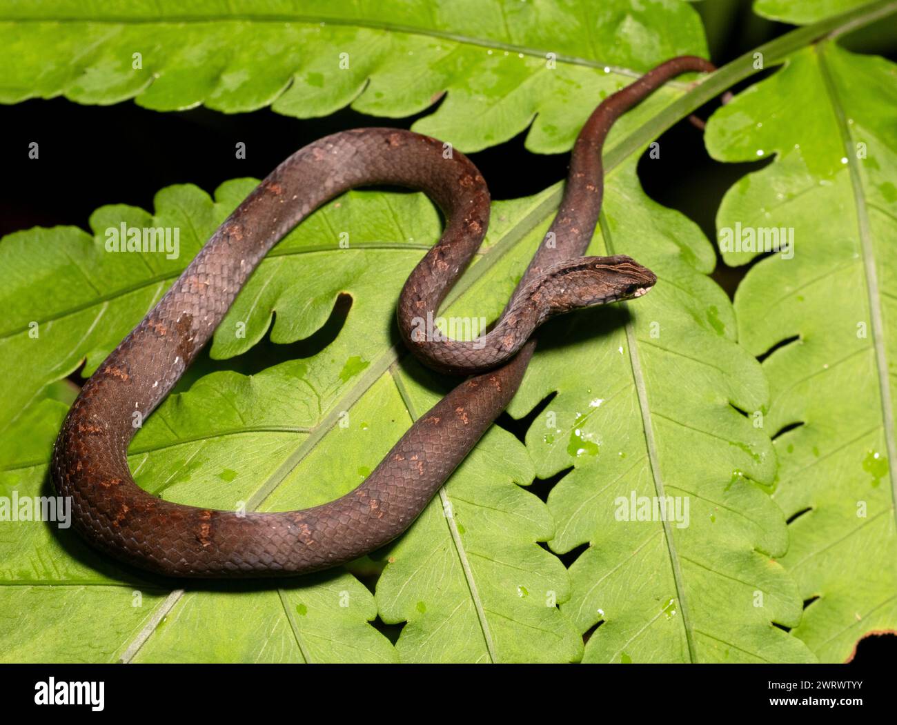 Rainforest snake hi-res stock photography and images - Alamy