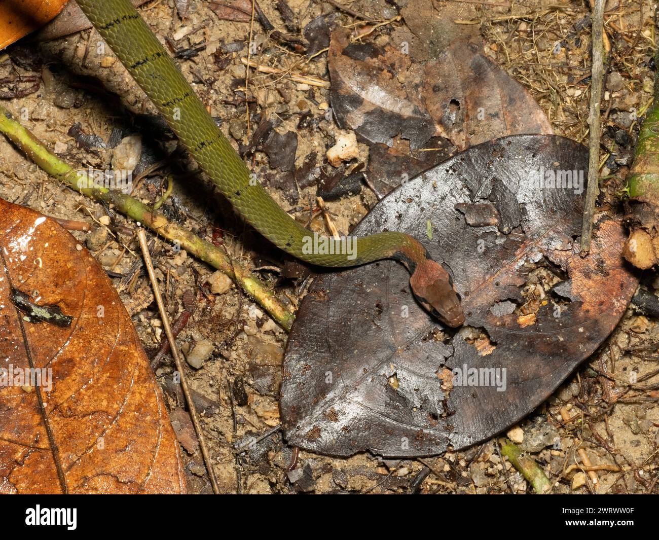 Black Banded Keelback (Rhabdophis nigrocinctus in hand, rainforest at ...