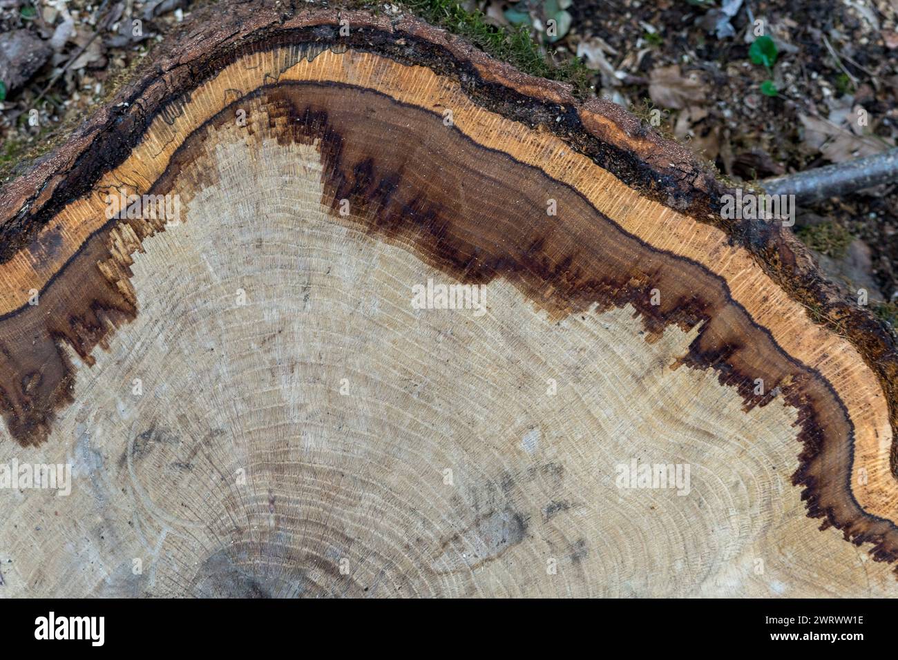 Cut tree trunk with circular cuts. typical winter colors. Presence of ...