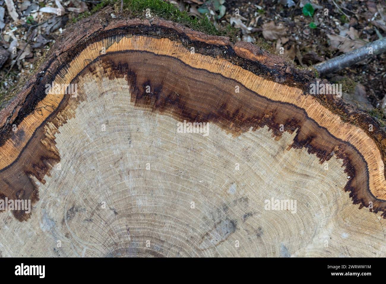 Cut tree trunk with circular cuts. typical winter colors. Presence of ...