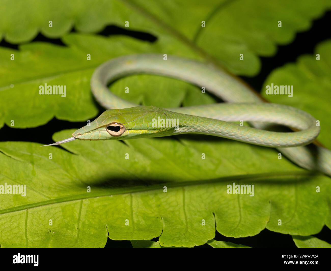 Rainforest vine hi-res stock photography and images - Alamy