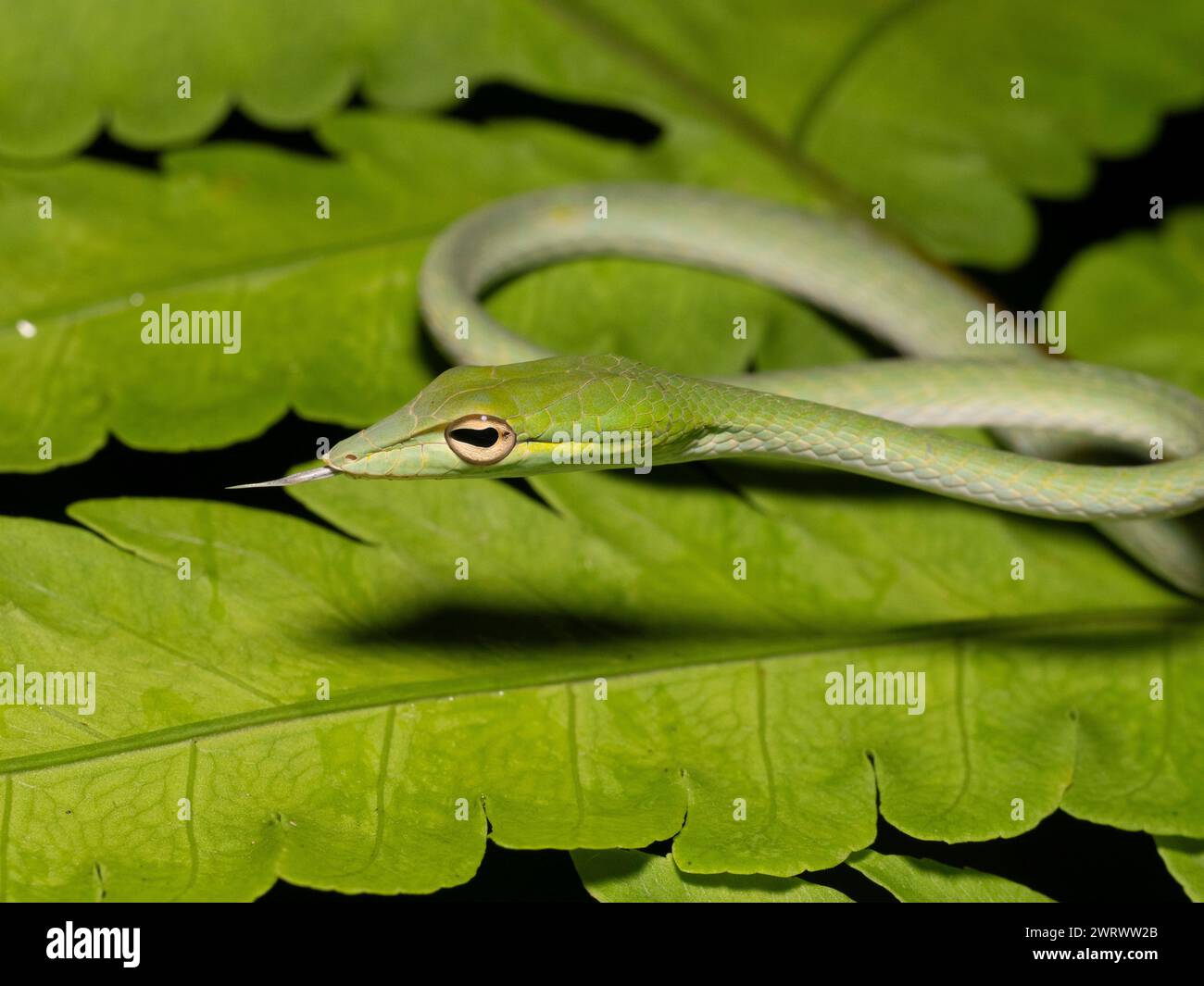 Snakes of phuket hi-res stock photography and images - Alamy