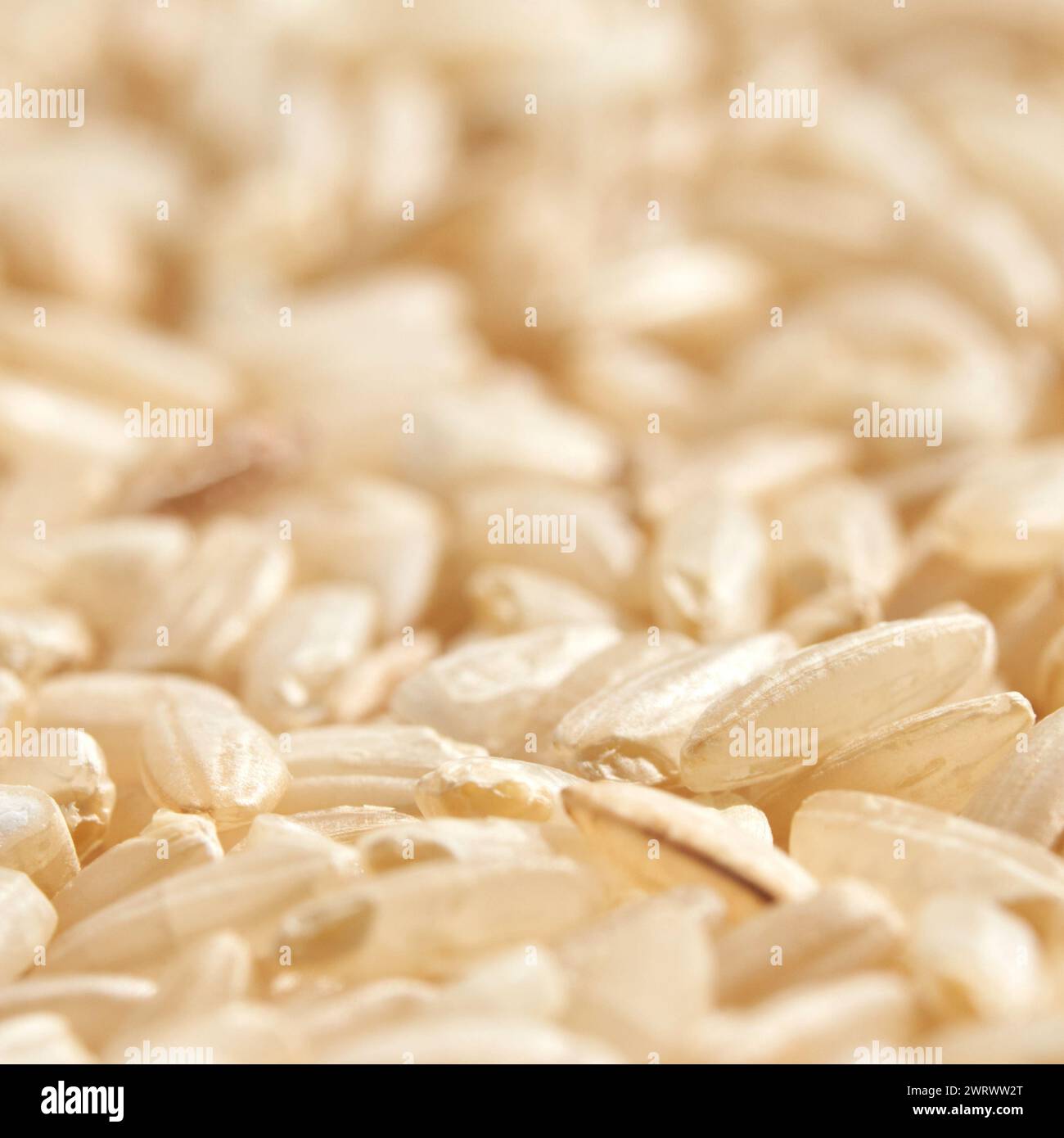 A background of dry brown rice grains showcases the integral, uncooked ...