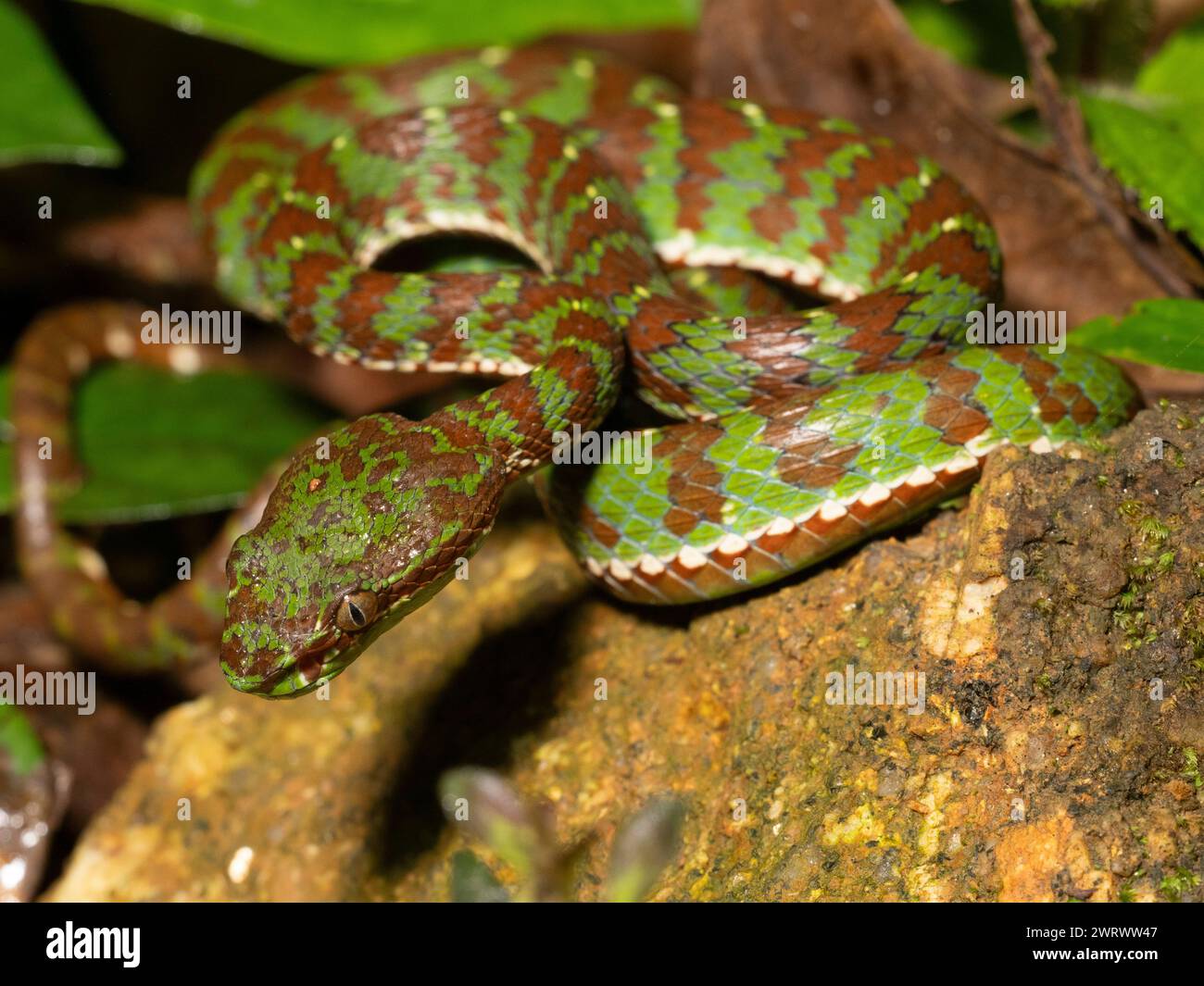 Phuket Pit Viper (Trimeresurus phuketensis) male, venomous, curled on ...