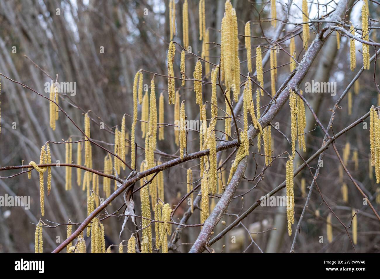 Inflorescences of a hazelnut (fruit tree). Corylus avellana. Male and ...