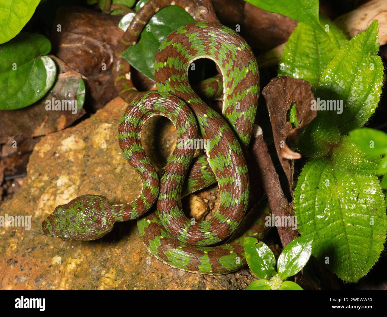 Phuket Pit Viper (Trimeresurus phuketensis) male, venomous, curled on ...