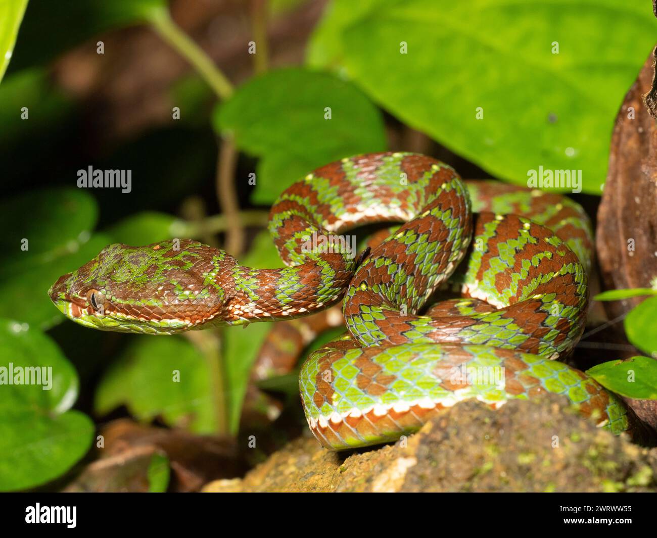 Phuket Pit Viper (Trimeresurus phuketensis) male, venomous, curled on ...