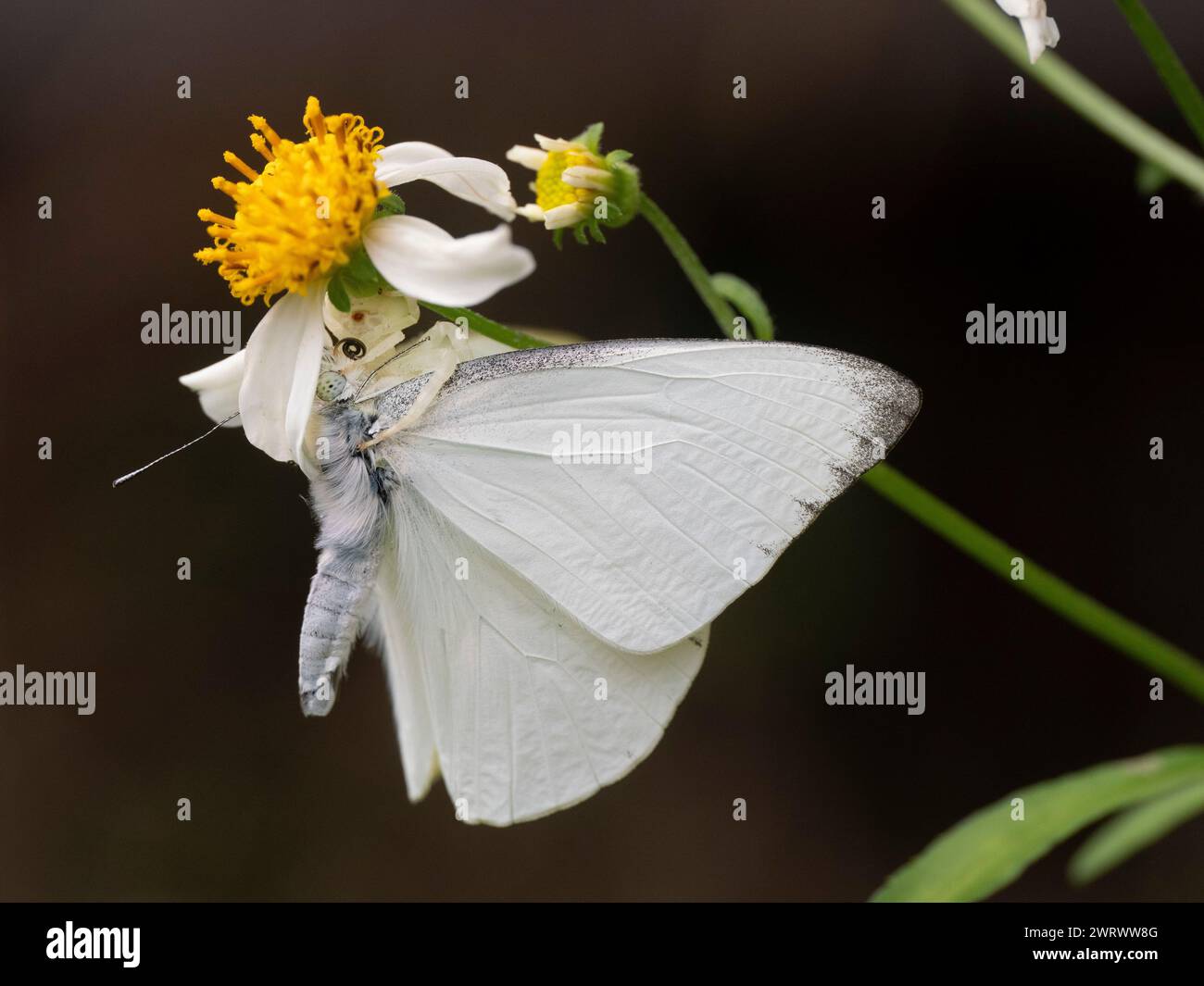 Crab Spider with Butterfly Prey (Thomisidae sp) Near Bang Pae Waterfall ...