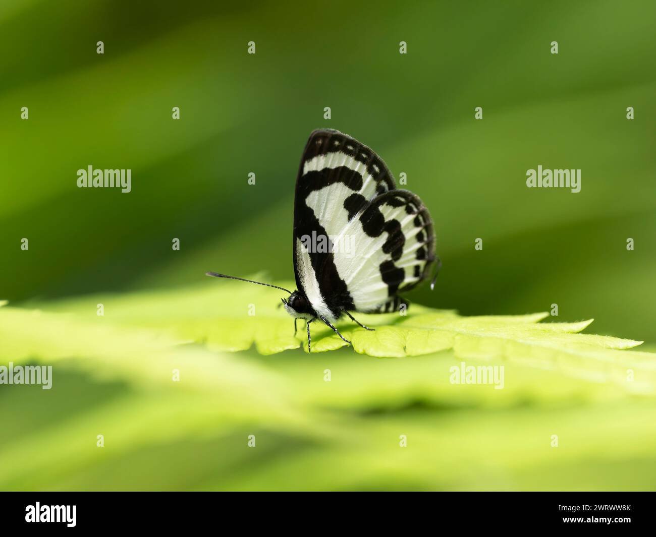 Forest Pierrot Butterfly (Taraka hamada) Near Bang Pae Waterfall, Khao ...