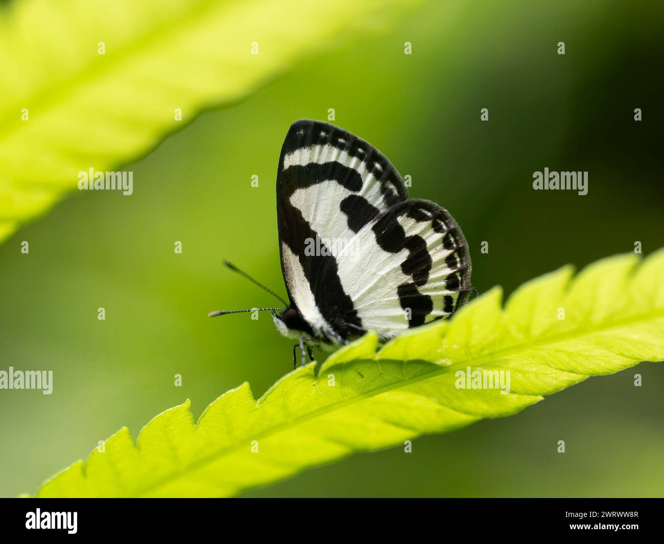 Forest Pierrot Butterfly (Taraka hamada) Near Bang Pae Waterfall, Khao ...