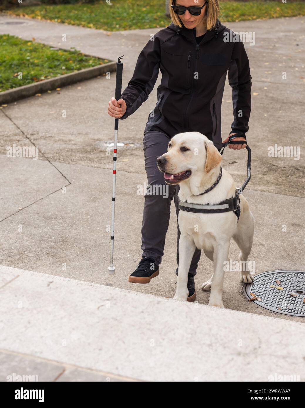 Guide dog helping his owner, a blind or visually impaired woman, to go ...