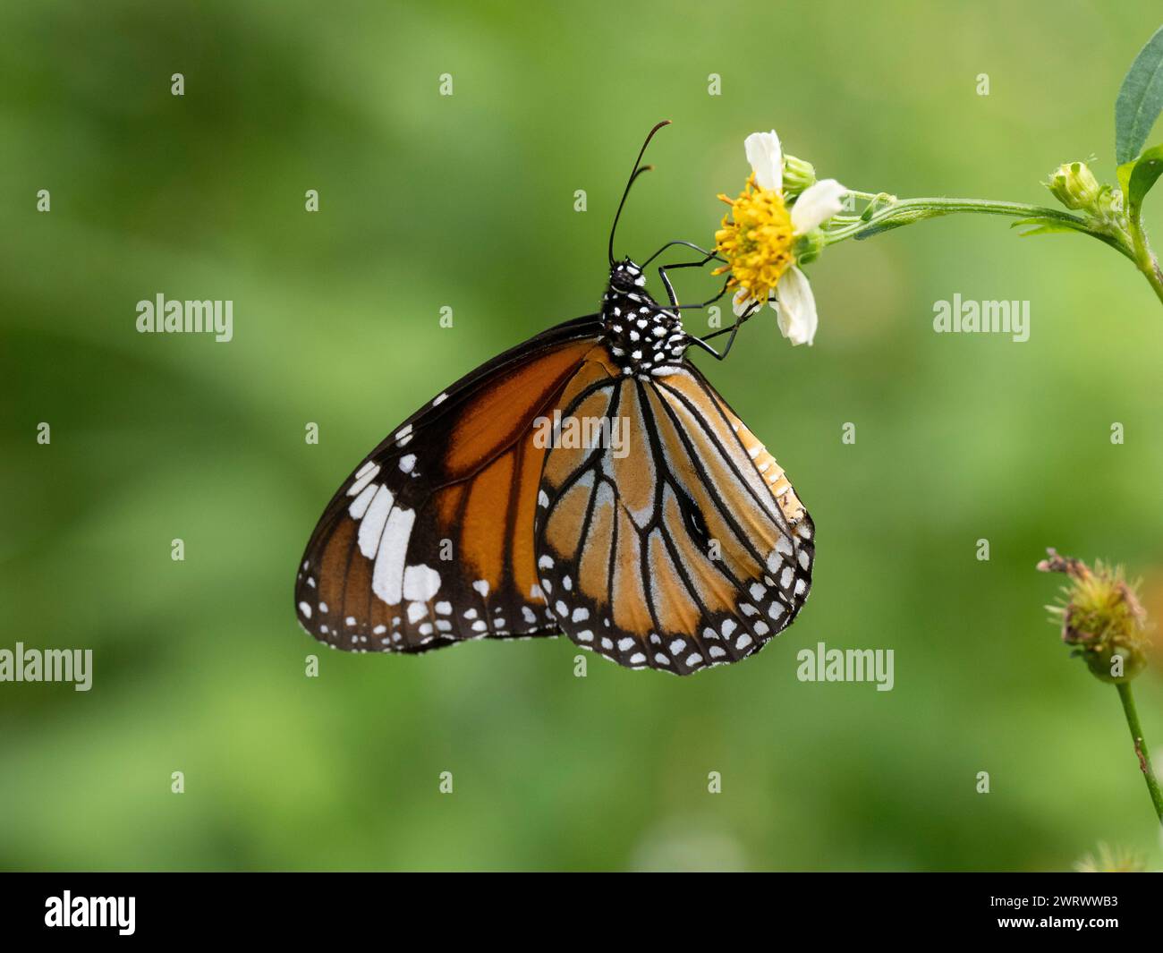 Common Tiger Butterfly (Danaus genutia) feeding on flower, Near Bang ...
