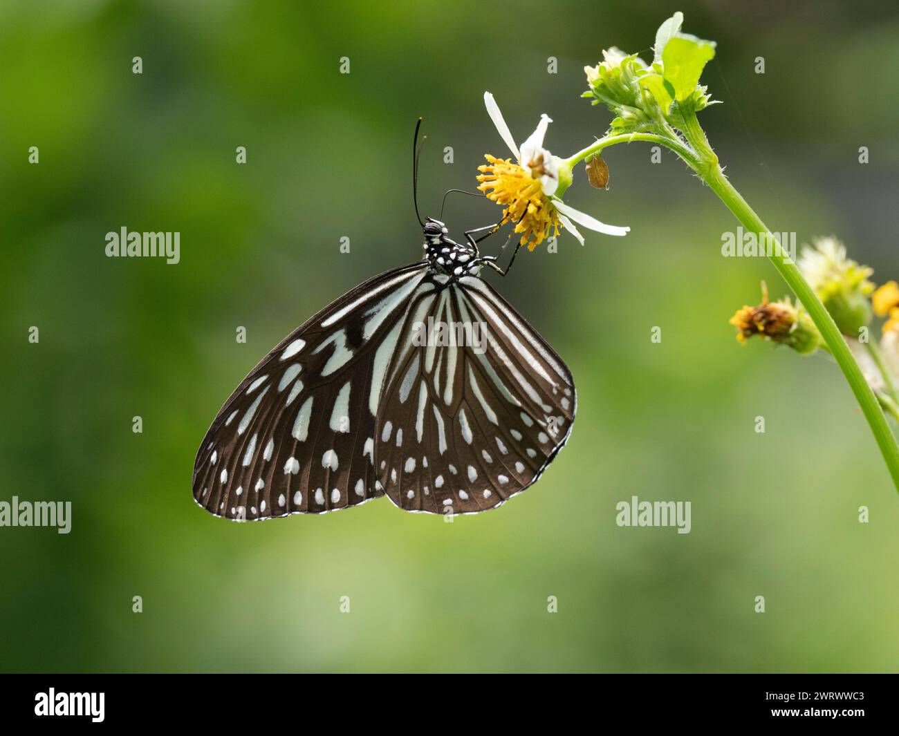 Glassy Tiger Butterfly (Parantica aglea) feeding on flower, Near Bang ...