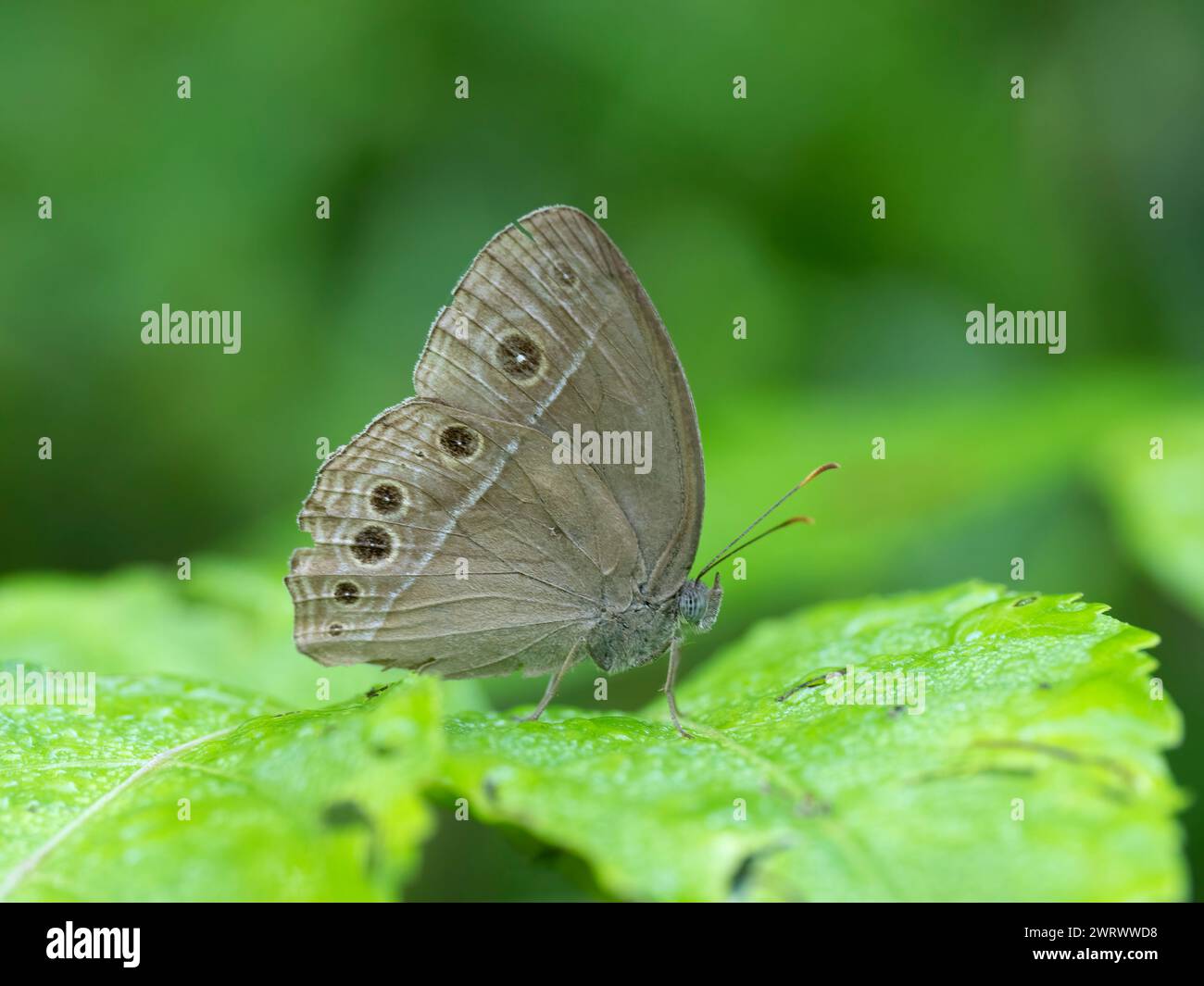 Dingy Bushbrown Butterfly (Mycalesis perseus) near Khao Phra Thaeo ...