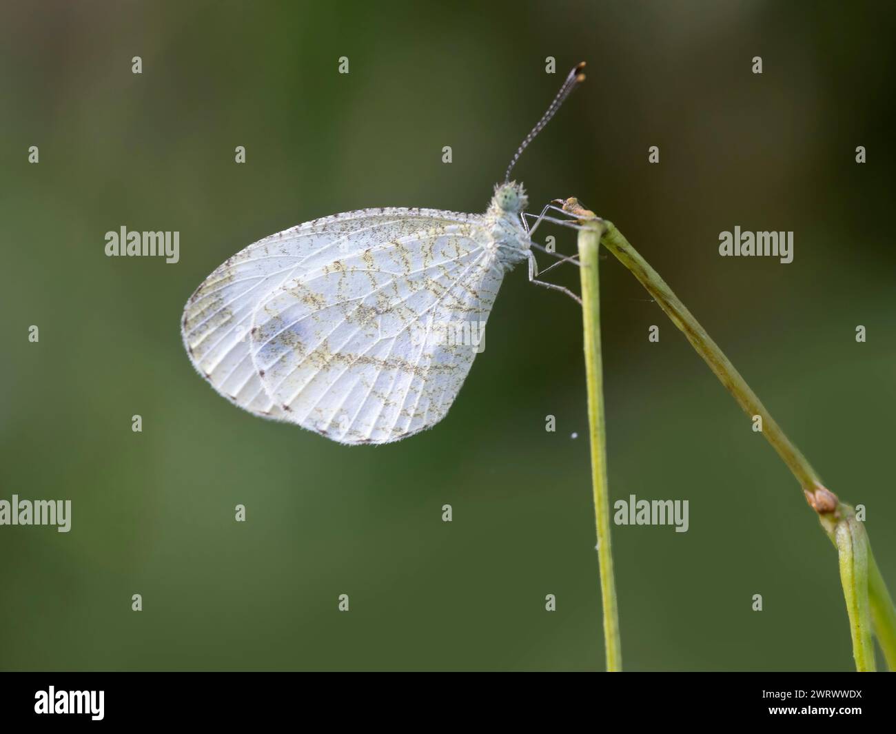 Khao phra thaeo forest hi-res stock photography and images - Alamy