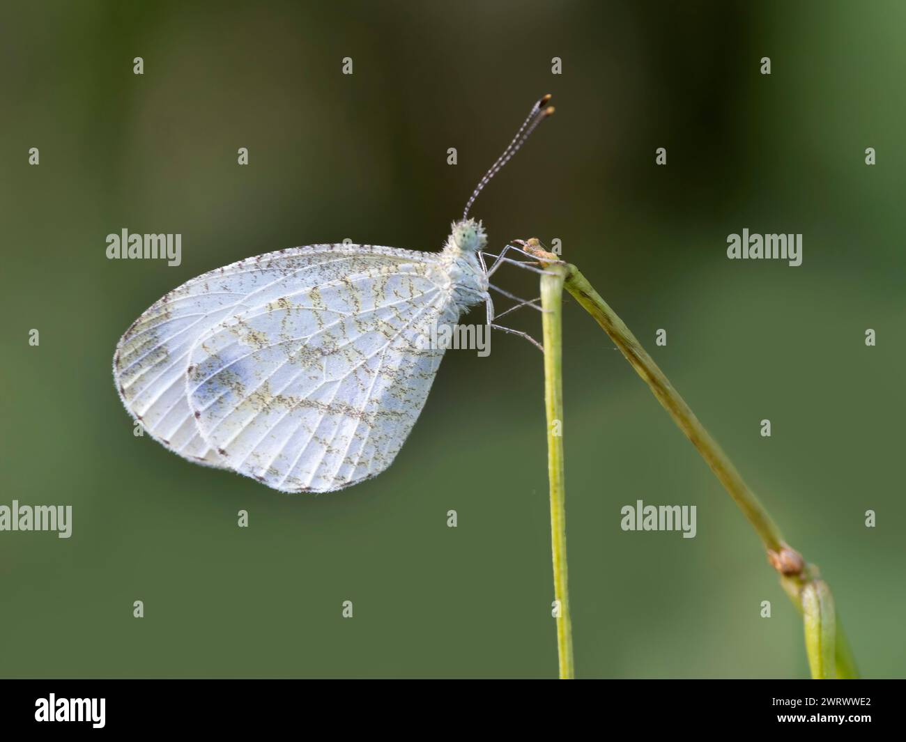 Psyche butterflies hi-res stock photography and images - Alamy