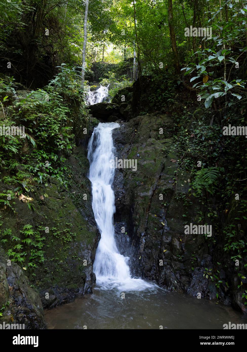 Khao phra thaeo forest hi-res stock photography and images - Alamy