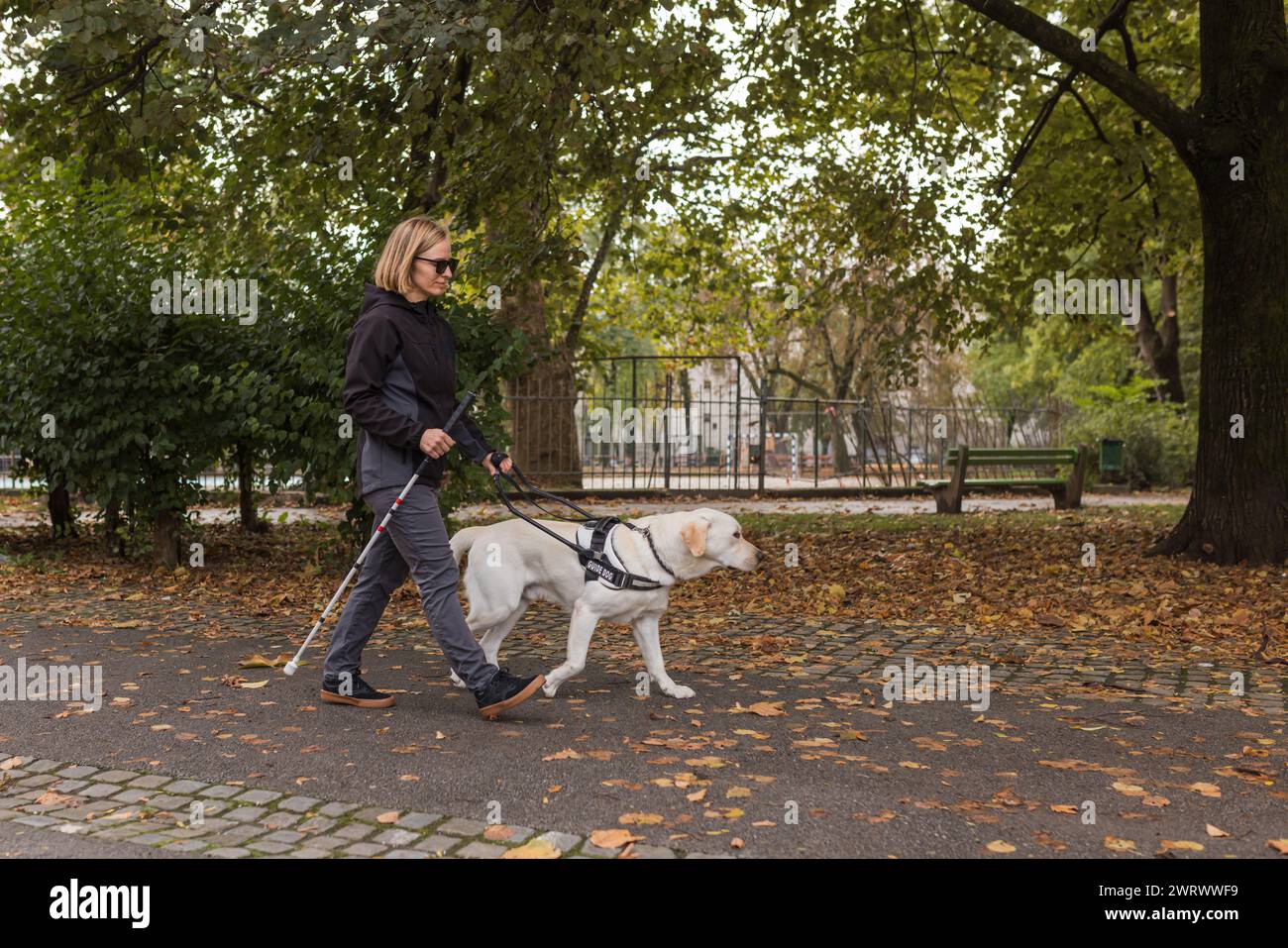 Blind woman walking in city park with a guide dog assistance, on a ...