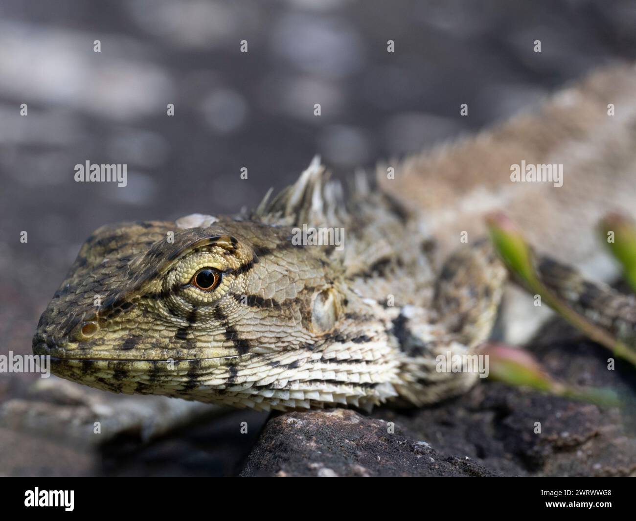 Changeable lizard phuket calotes versicolor hi-res stock photography ...