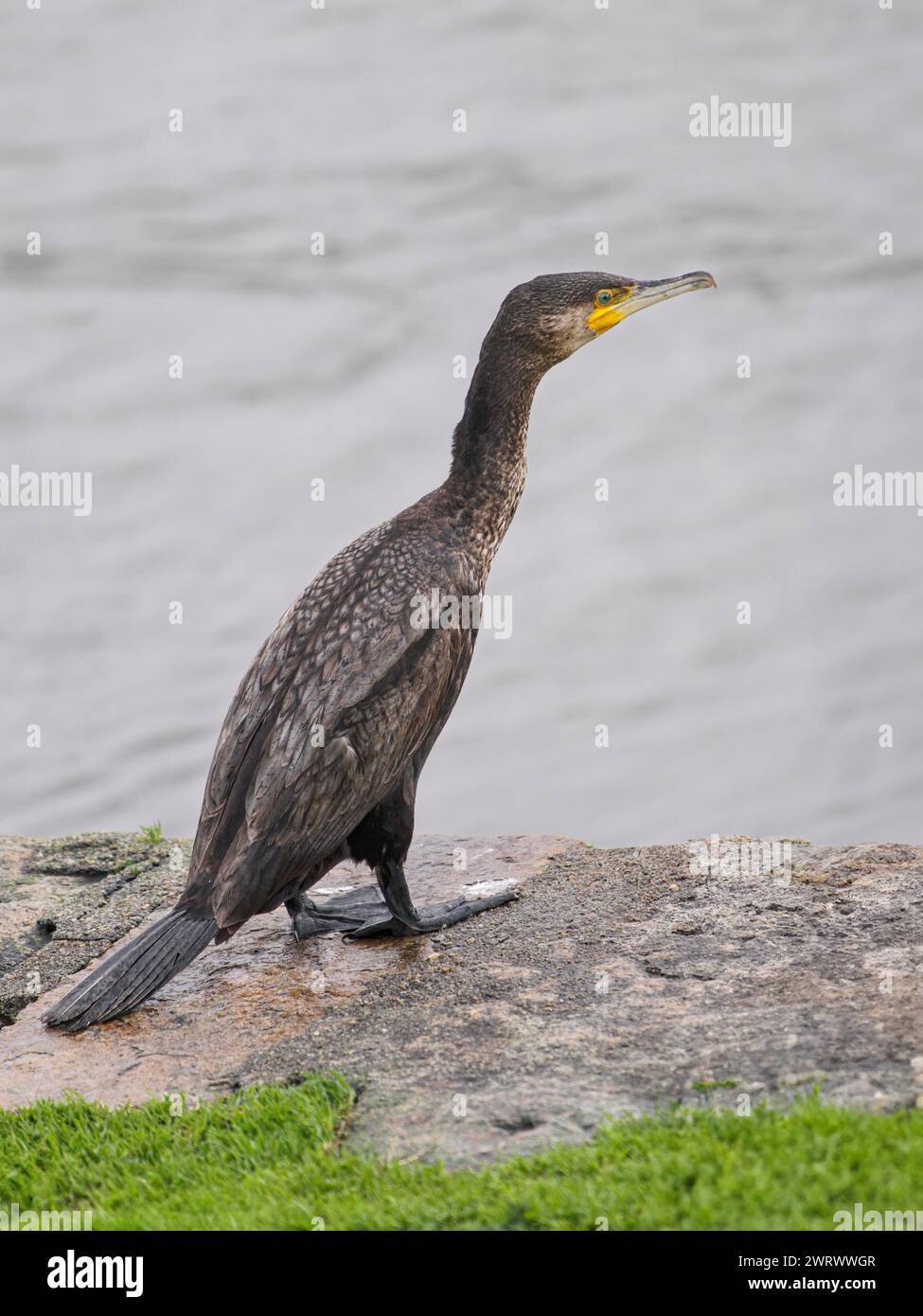 Detailed cormorant portrait. Douro river border, north of Portugal ...
