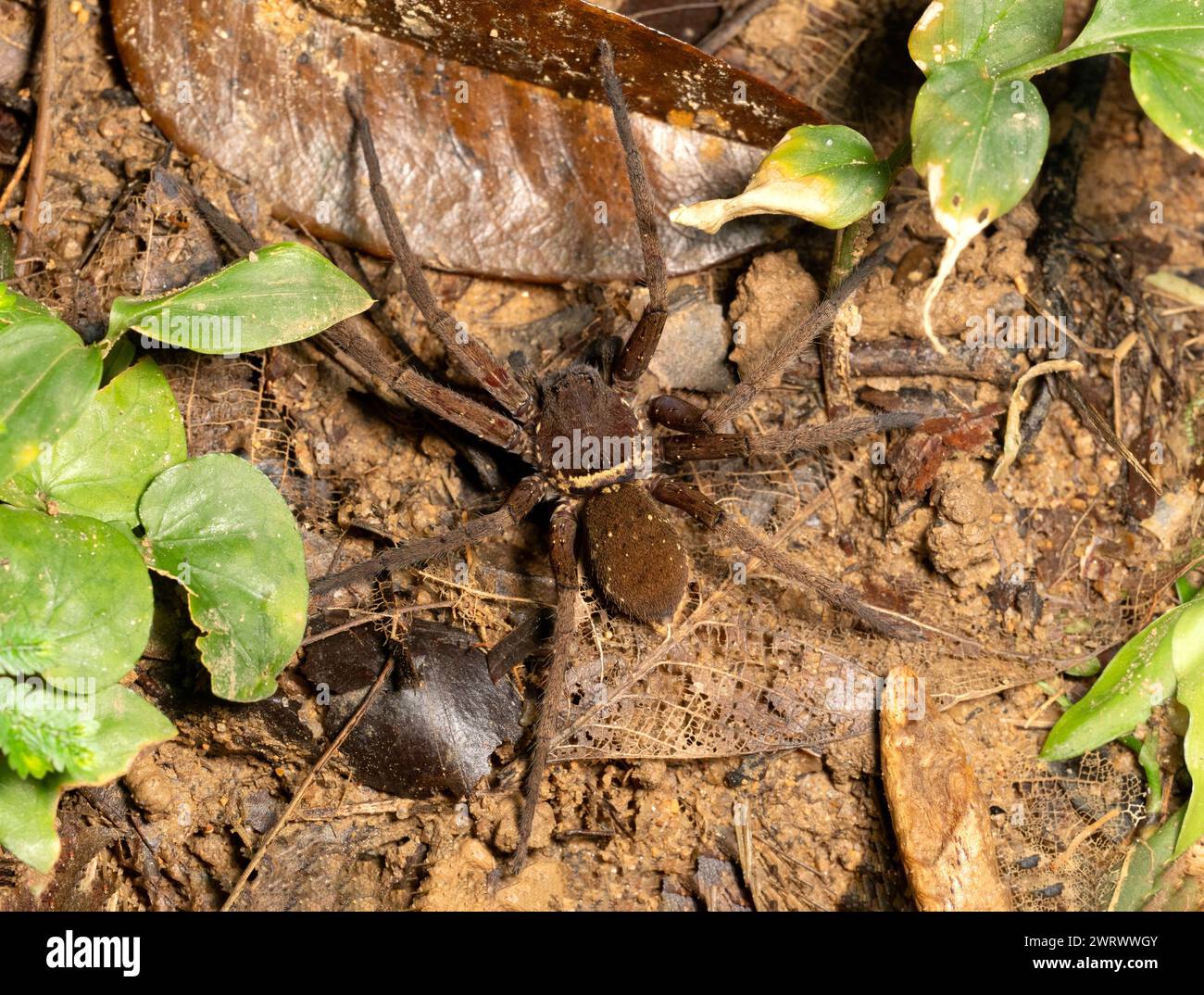 Huntsman spider (Sparassidae sp) on floor in rainforest at night, Nr ...