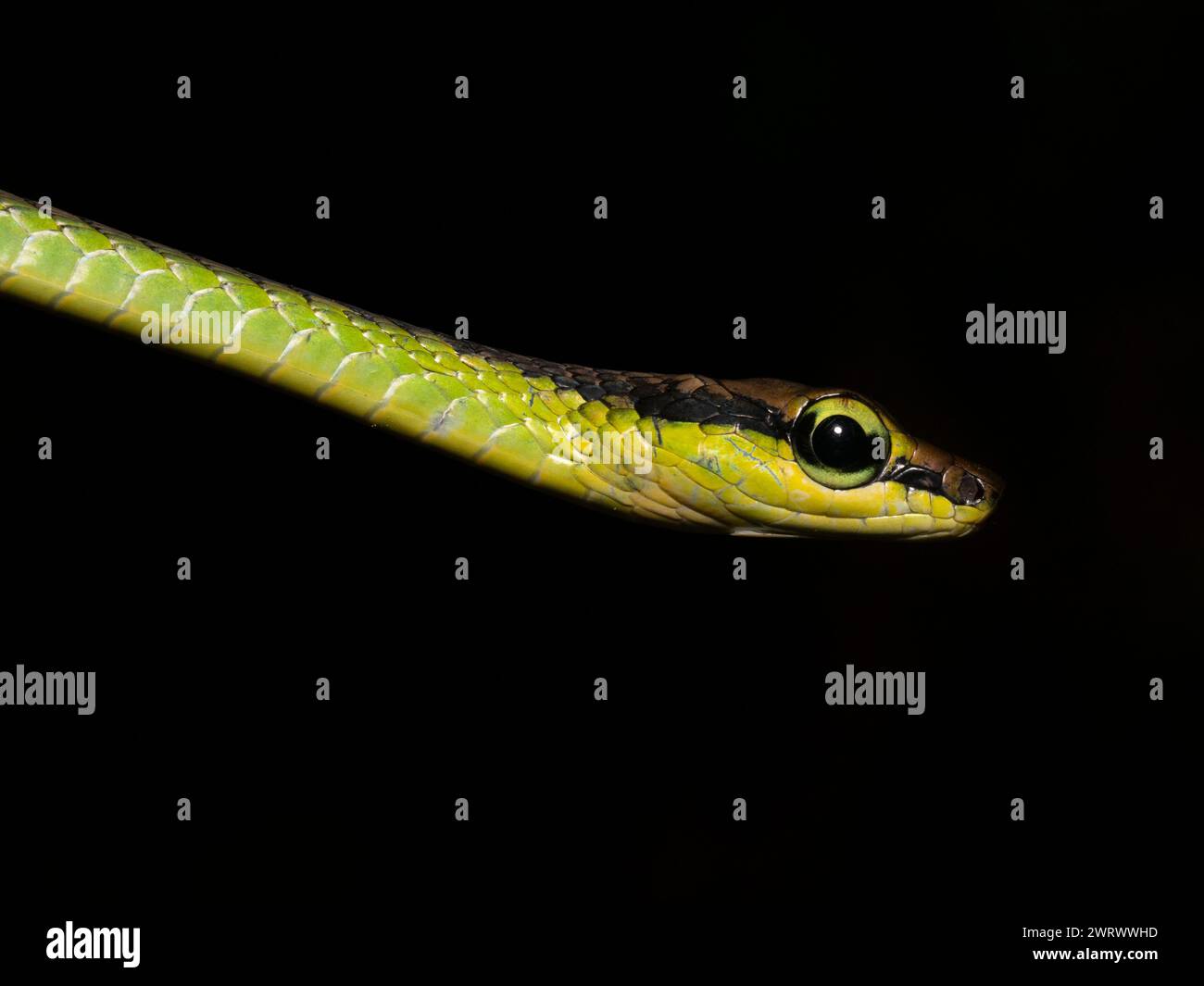 Painted Bronzeback (Dendrelaphis pictus) rainforest at night, Nr Kathu ...