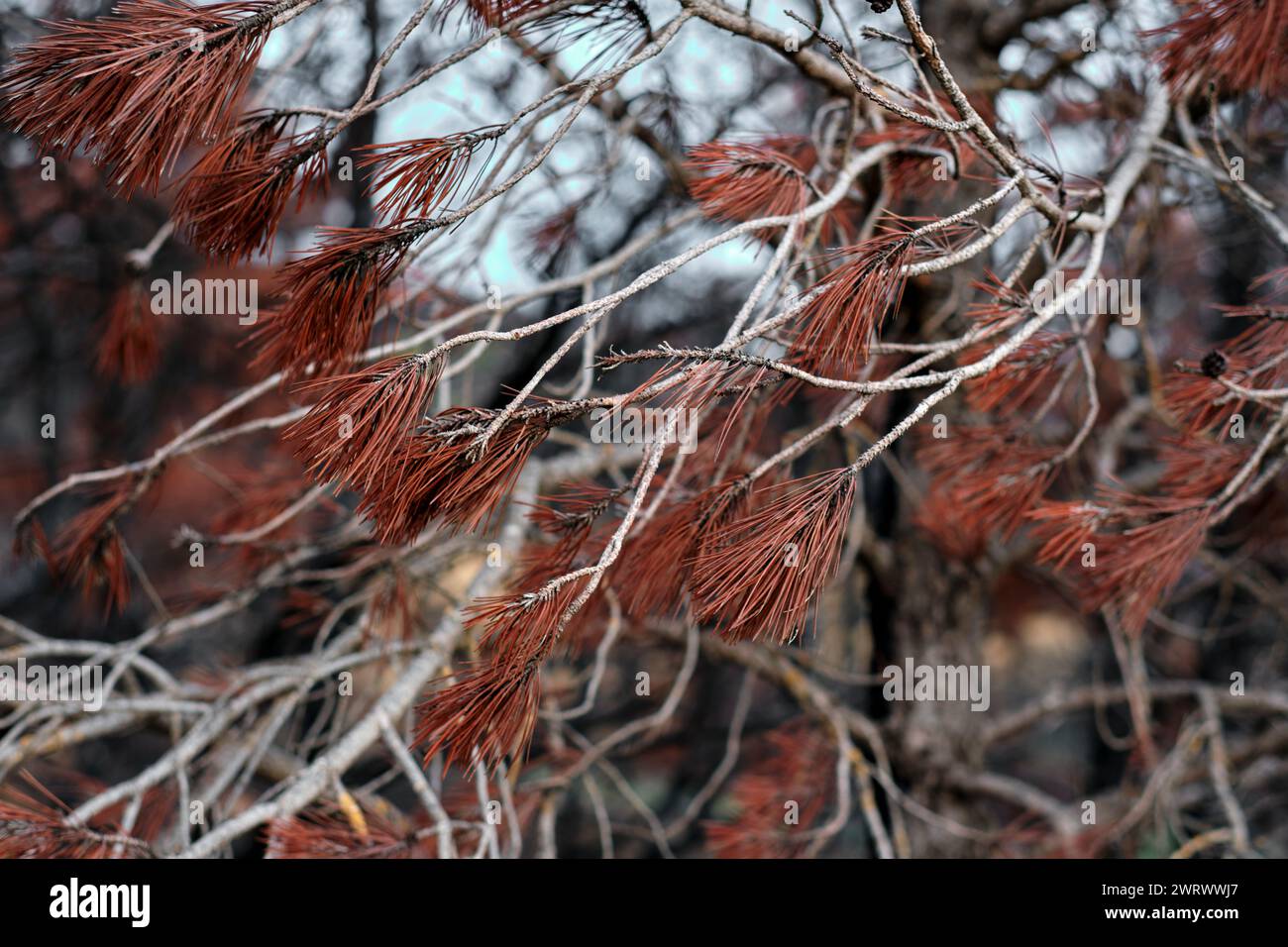 Red needle leaves of a burnt pine Stock Photo - Alamy