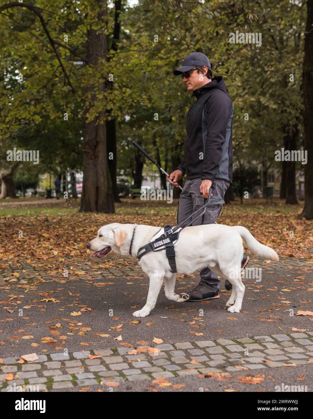 Blind man safely walking with a guide dog assistance through the park ...