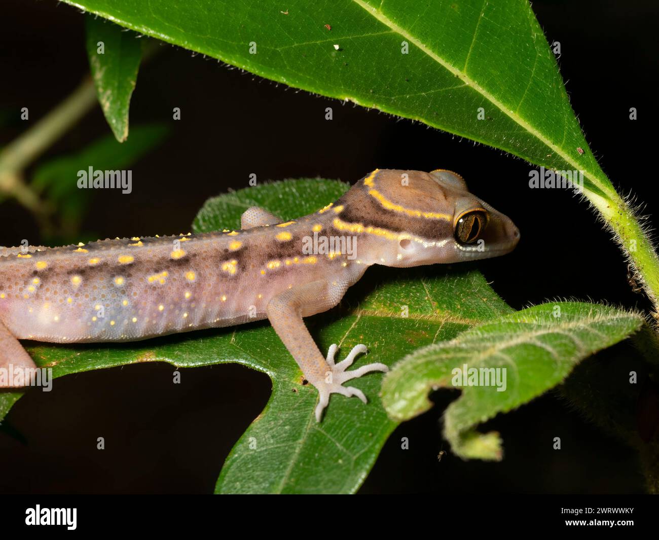 Forest gecko hi-res stock photography and images - Alamy