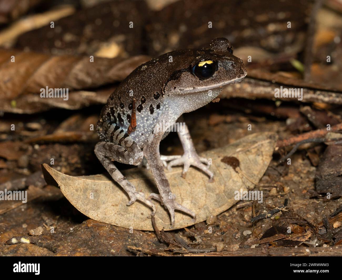 Amphibian of the rainforest hi-res stock photography and images - Alamy