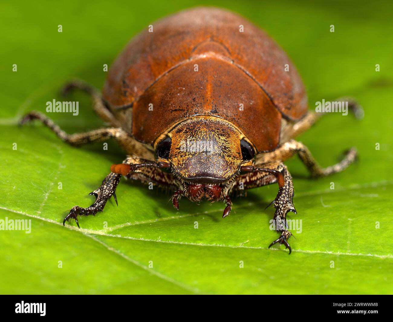 June Beetle (Lepidiota sp) Khao Lak, Thailand Stock Photo - Alamy