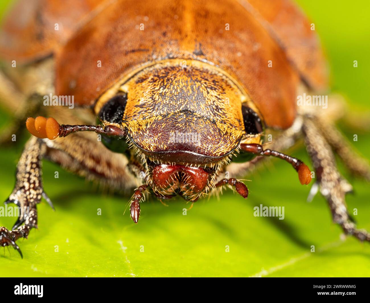Tropical beetle hi-res stock photography and images - Alamy