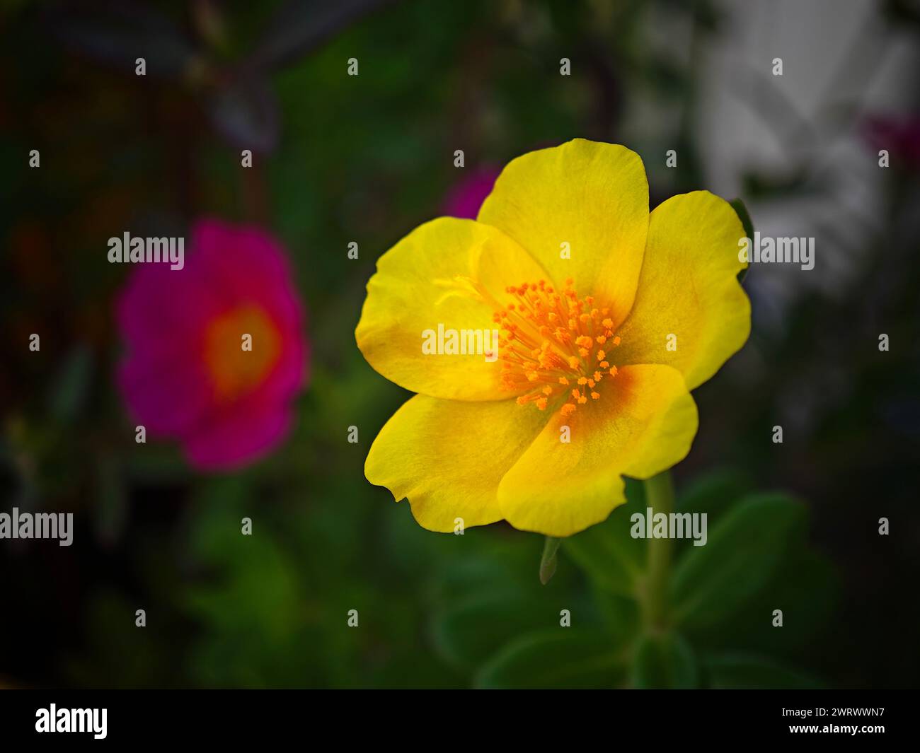 A vibrant yellow bloom surrounded by multiple flowers Stock Photo - Alamy