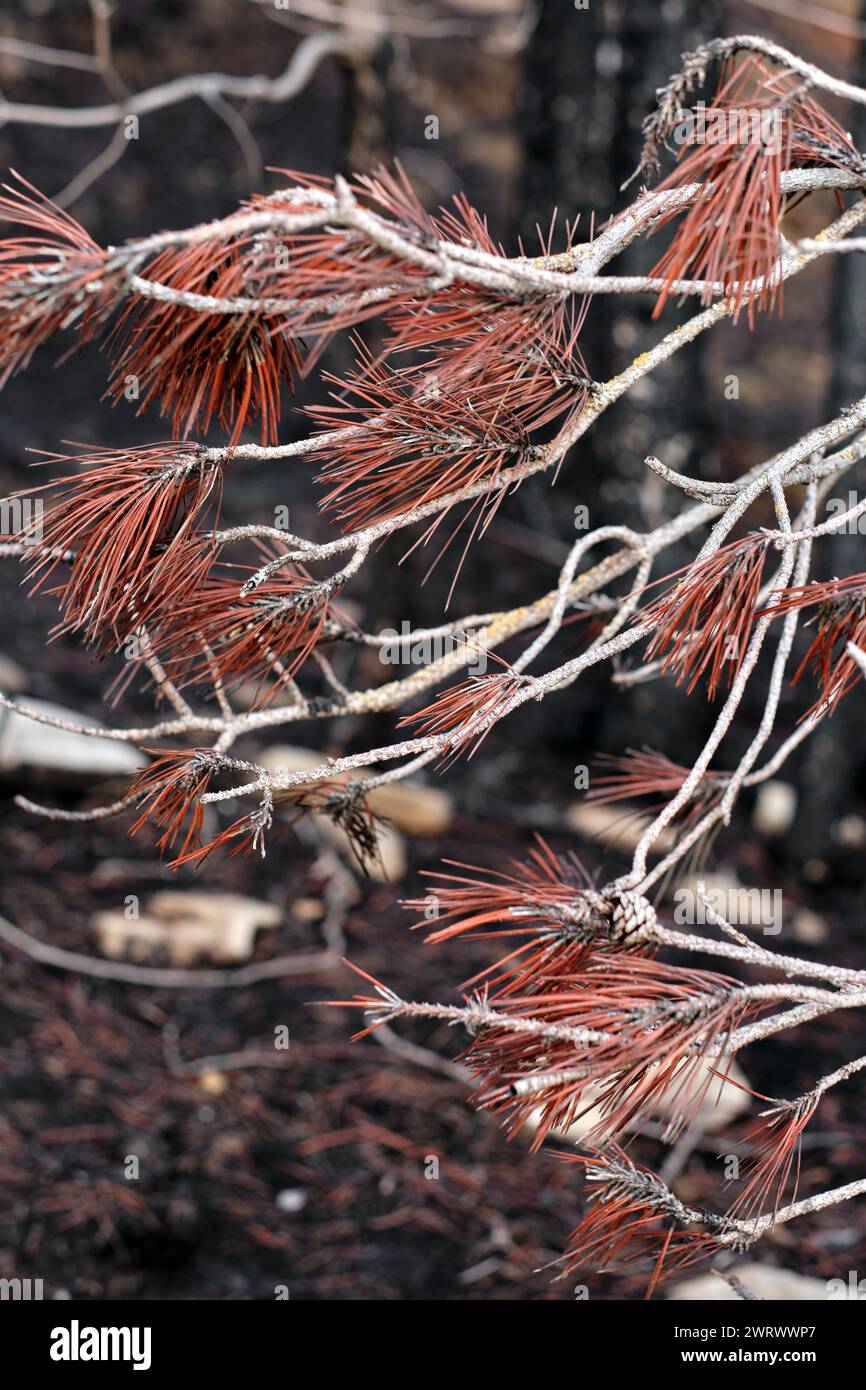 Burnt red hi-res stock photography and images - Alamy