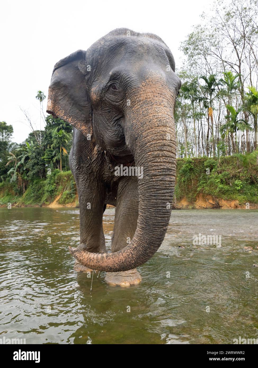 Asian elephant (Elephas maximus) standing in river at Khao Sok Elephant ...