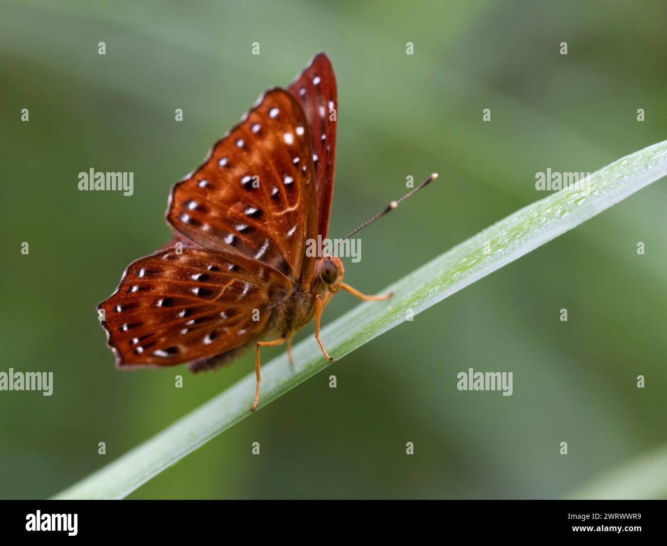 Rainforest brown butterfly hi-res stock photography and images - Alamy