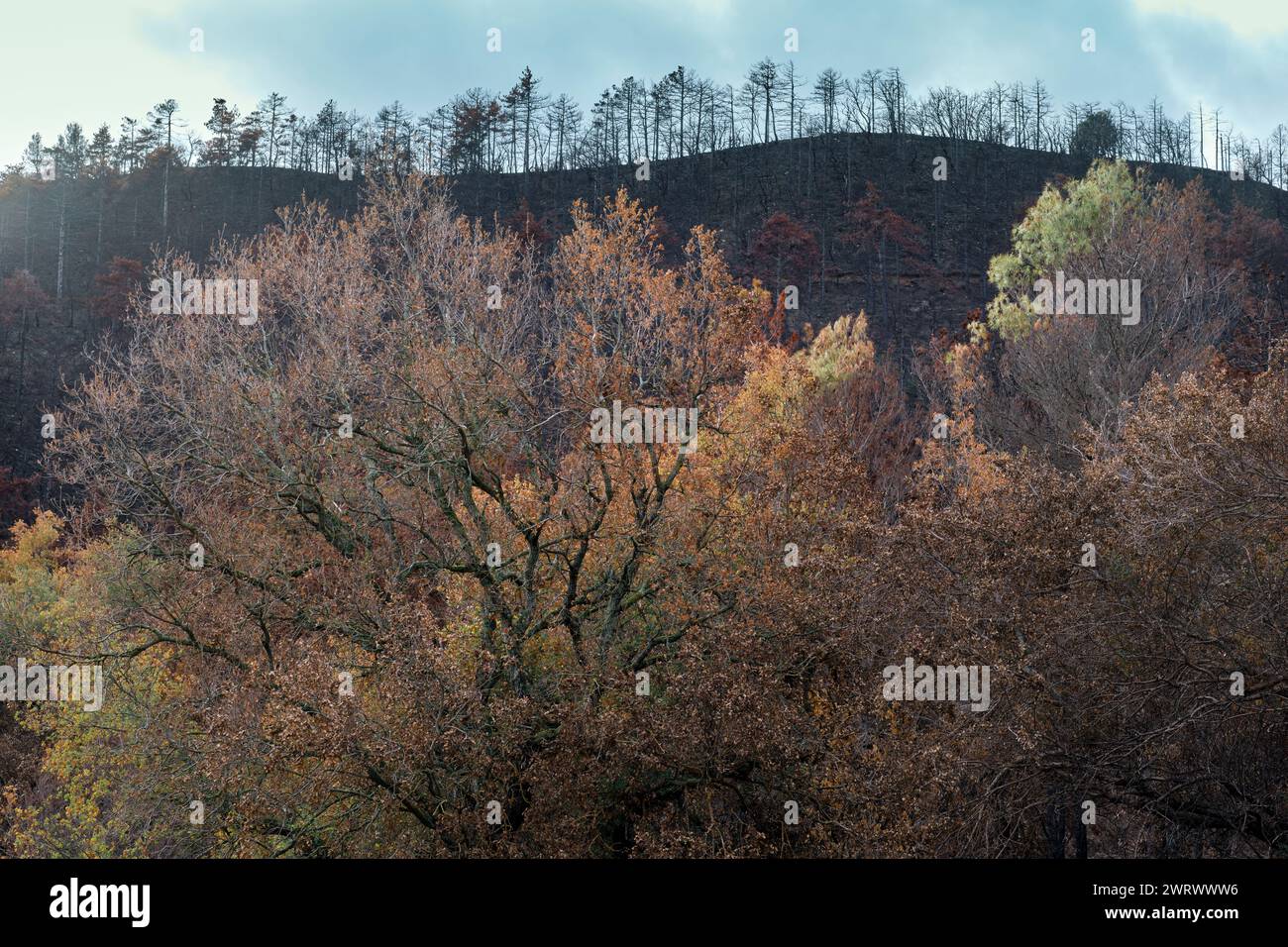 Leaves deciduous forest hi-res stock photography and images - Alamy