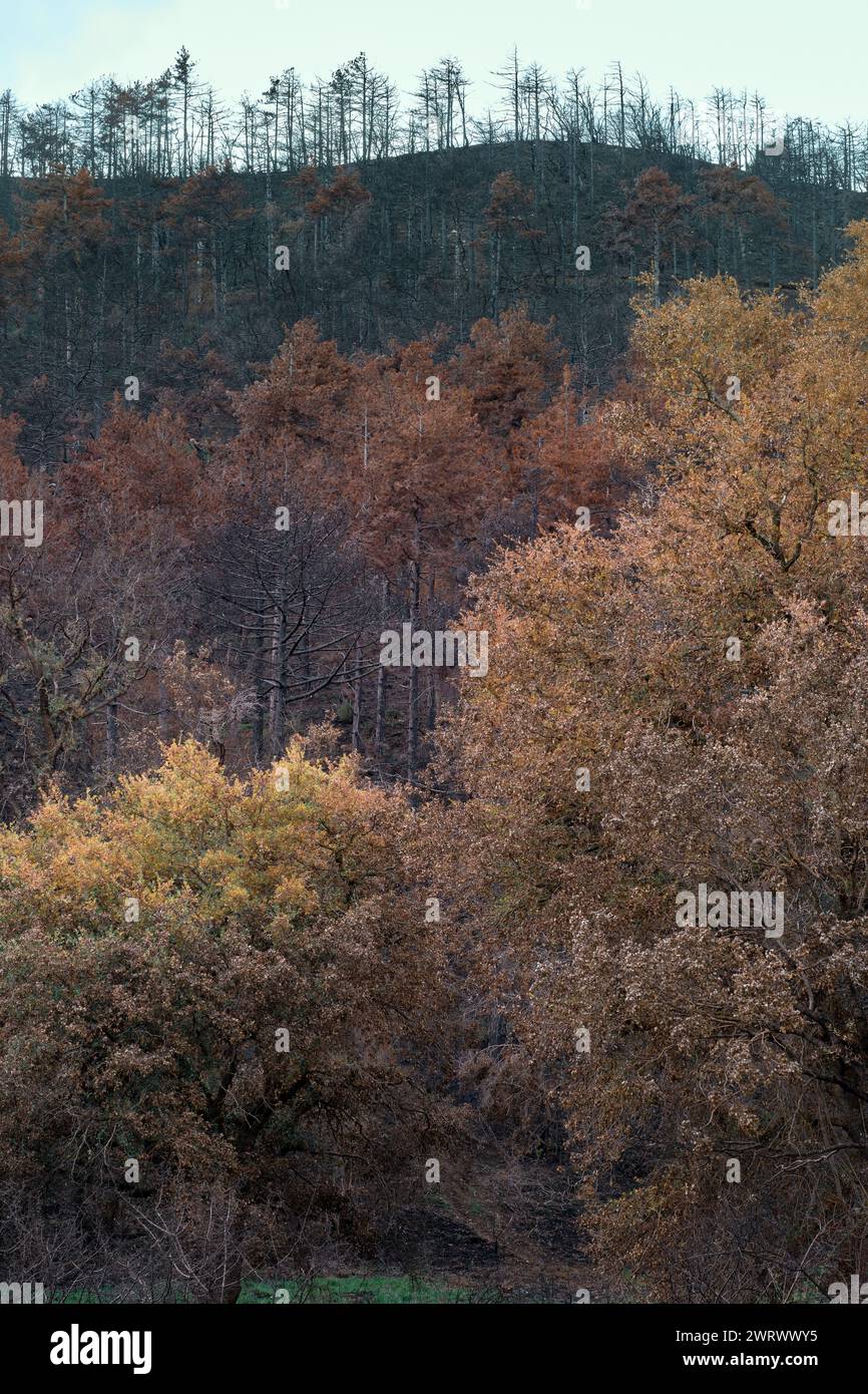 Deciduous tree leaves in autumn Stock Photo - Alamy